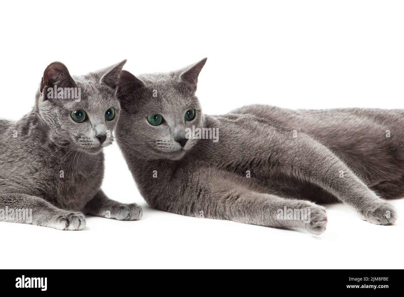 Russian Blue cat Stock Photo - Alamy