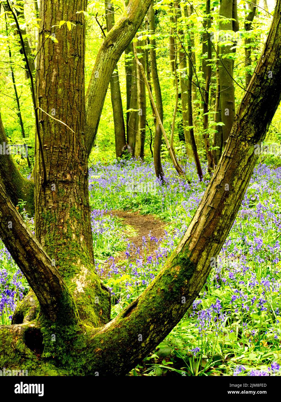 Looking through trees at a Bluebell wood, Daventry Stock Photo - Alamy