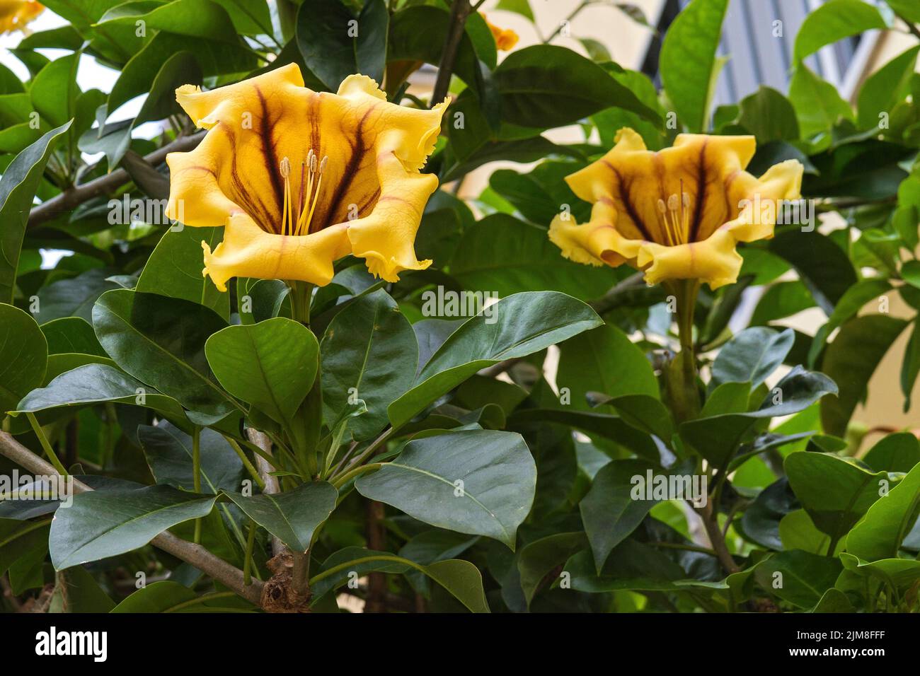 Madeira Portugal Funchal Golden Chalice Flowers Stock Photo - Alamy