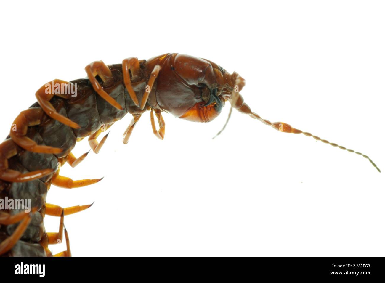 Poison animal centipede macro detail isolated on white background Stock ...
