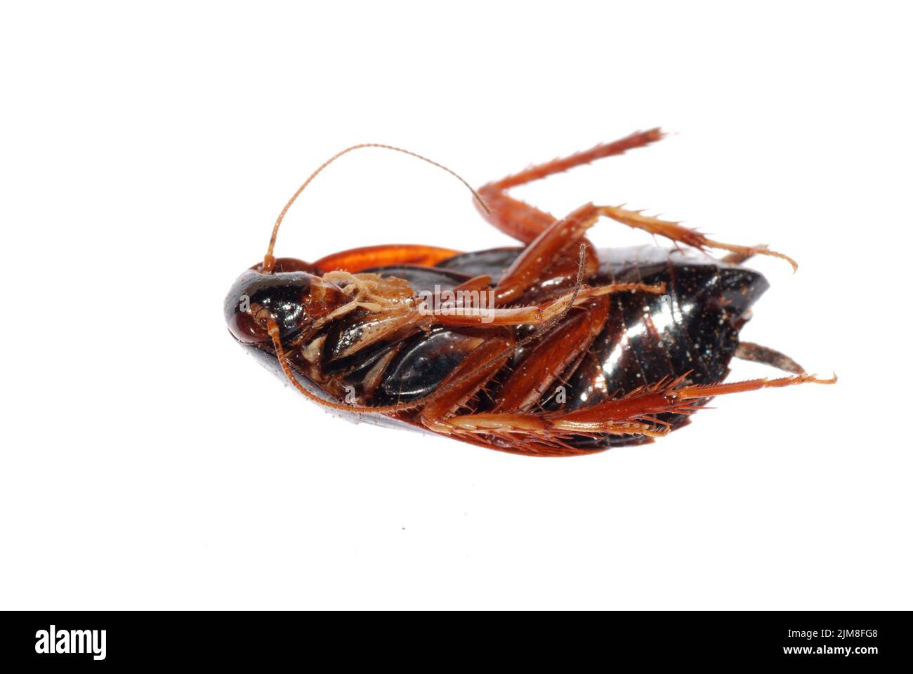 Roach bug isolated on white background Stock Photo - Alamy