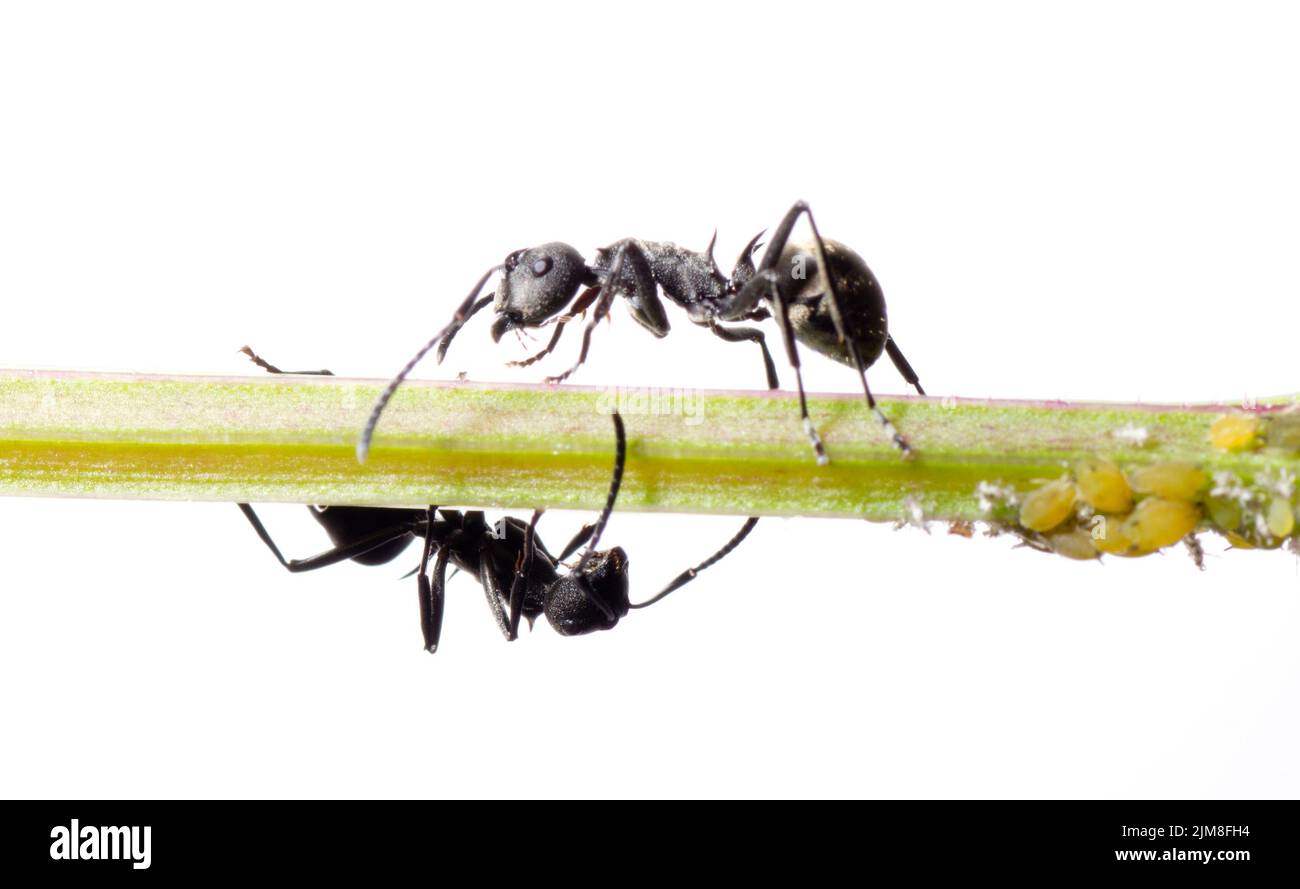 Ant ecology hi-res stock photography and images - Alamy