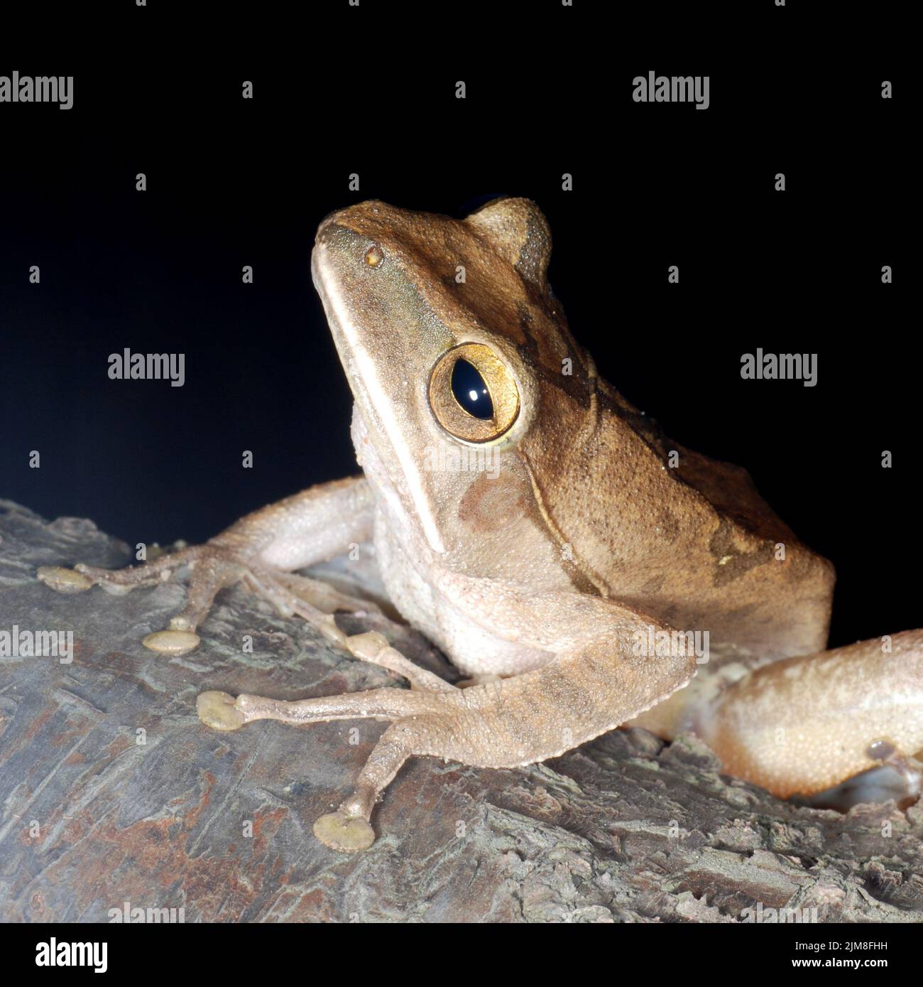 Animal tree frog on branch Stock Photo - Alamy