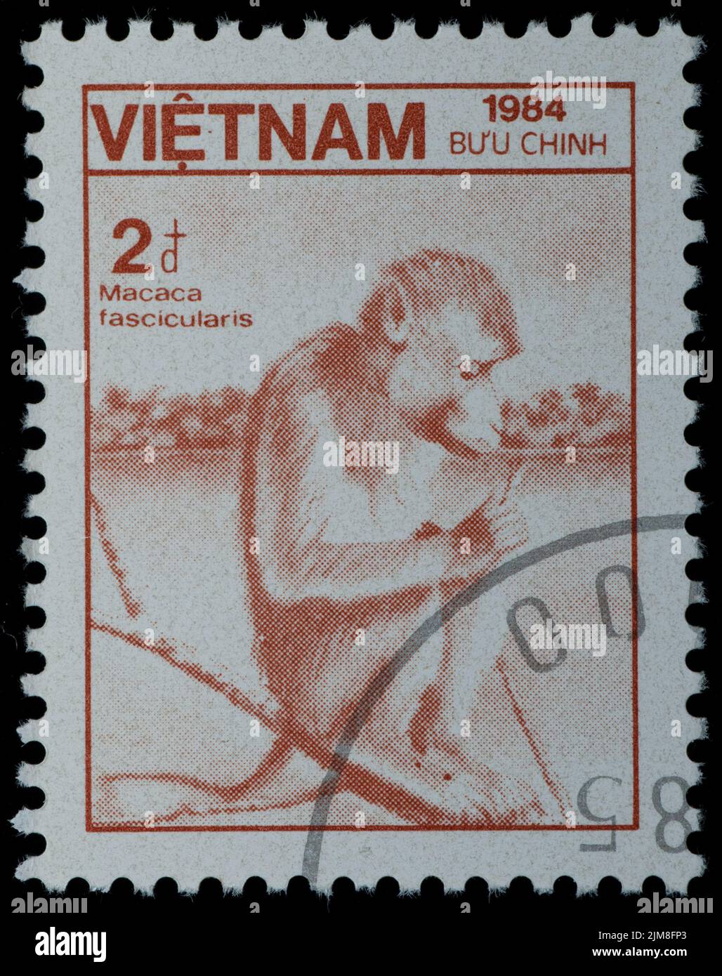 VIETNAM - CIRCA 1984: stamp - wild animal Cynomolgus monkey Stock Photo ...