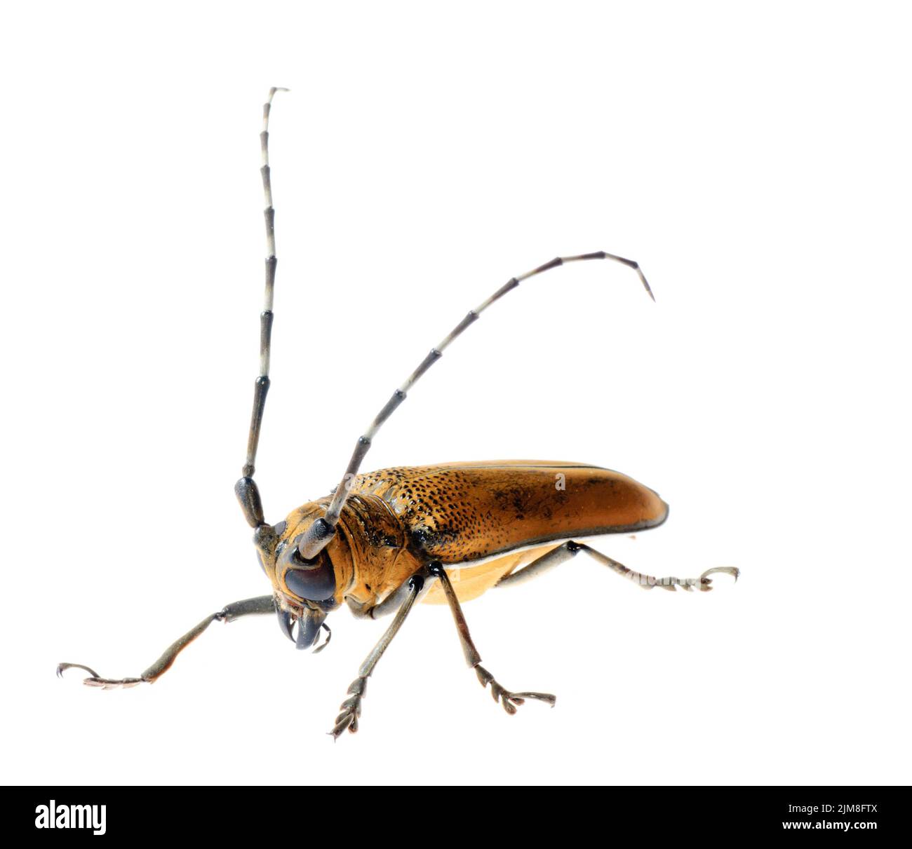 Insec long horn beetle Stock Photo - Alamy