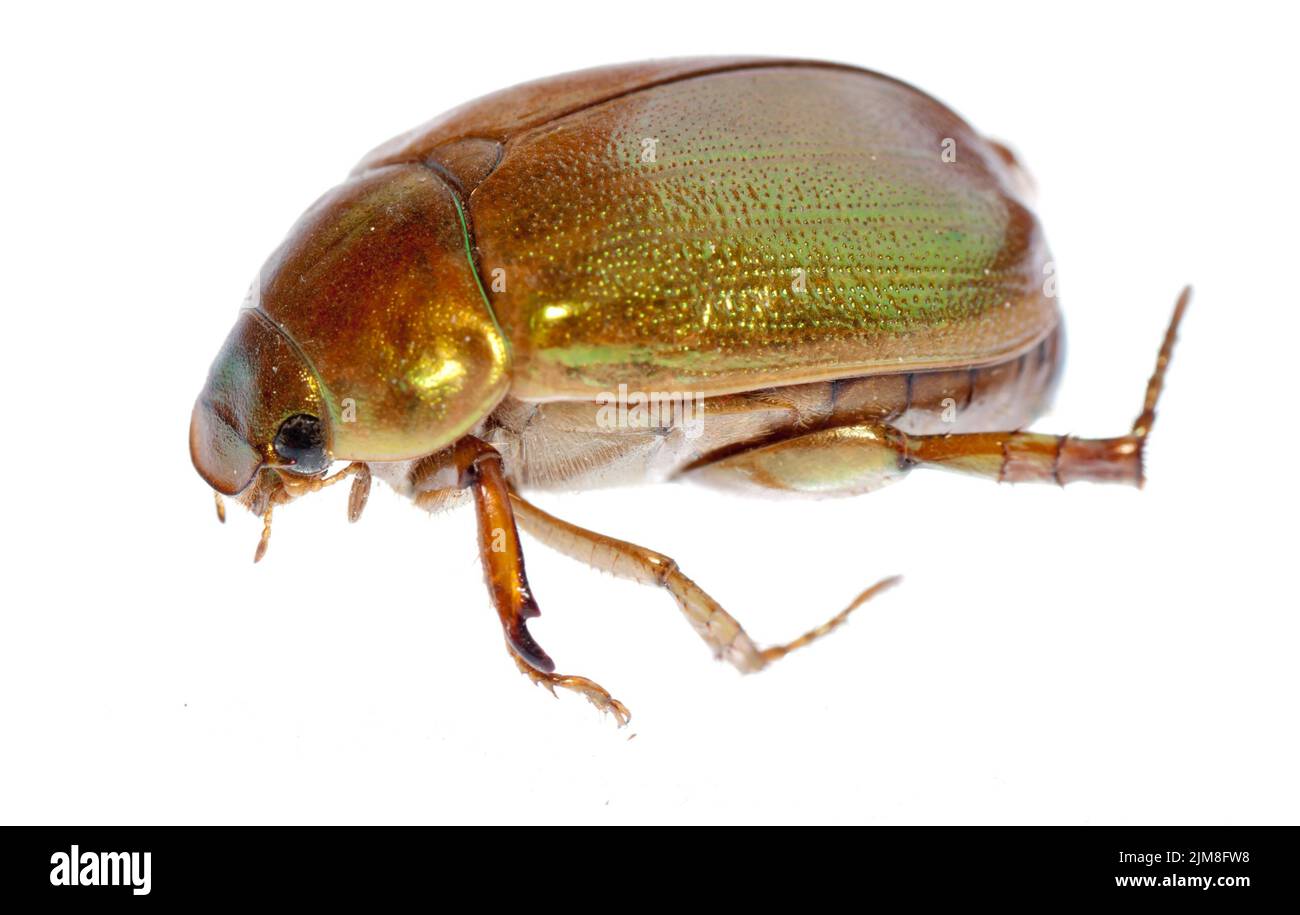 Insect scarab beetle Stock Photo - Alamy