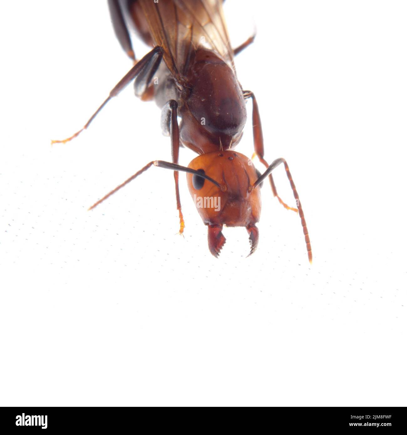 Ant queen abdomen hi-res stock photography and images - Alamy