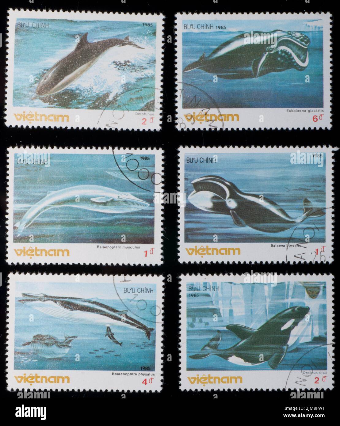 VIETNAM - CIRCA 19805 : stamp - animal whale set Stock Photo - Alamy