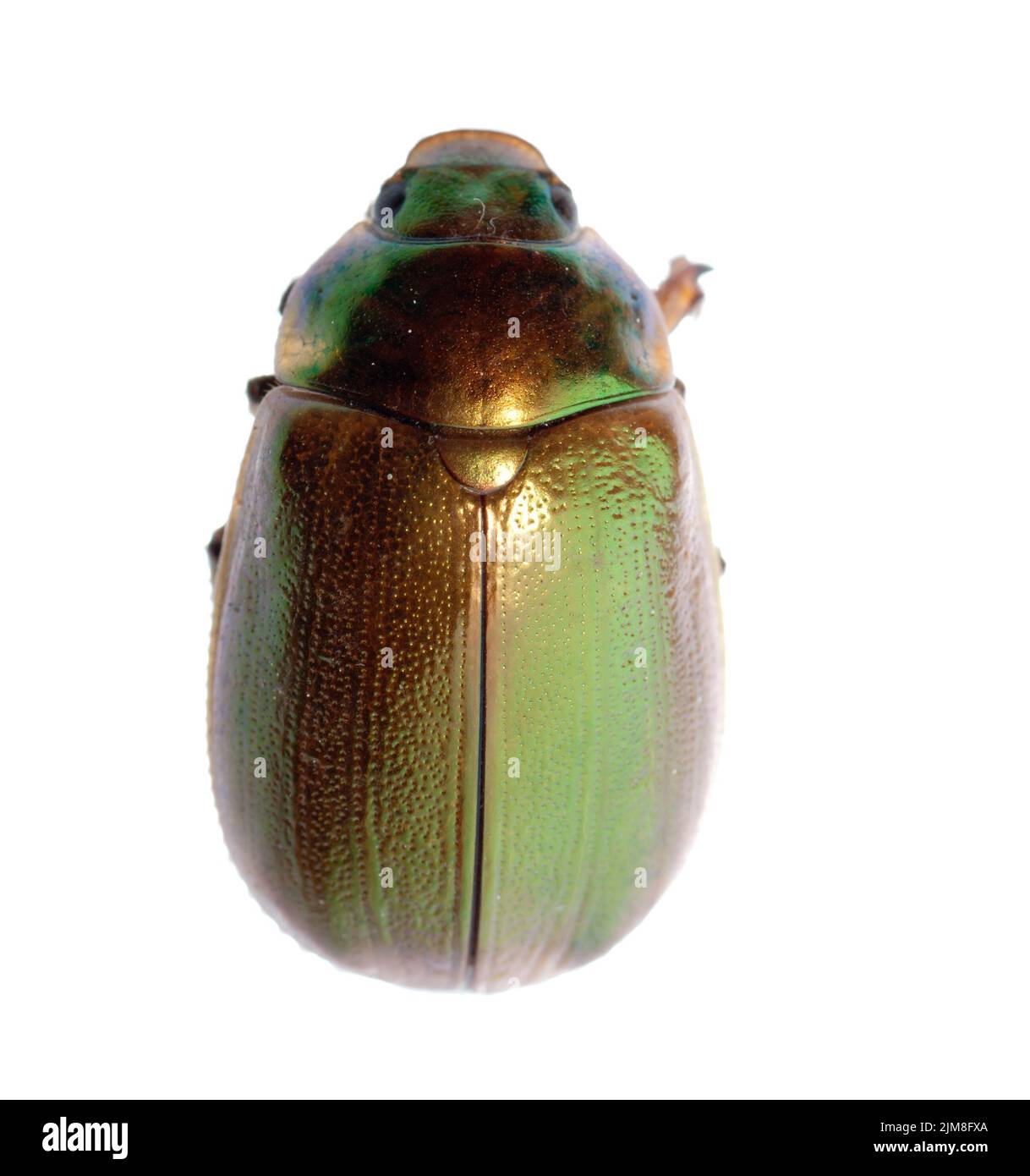 Scarab insect hi-res stock photography and images - Alamy