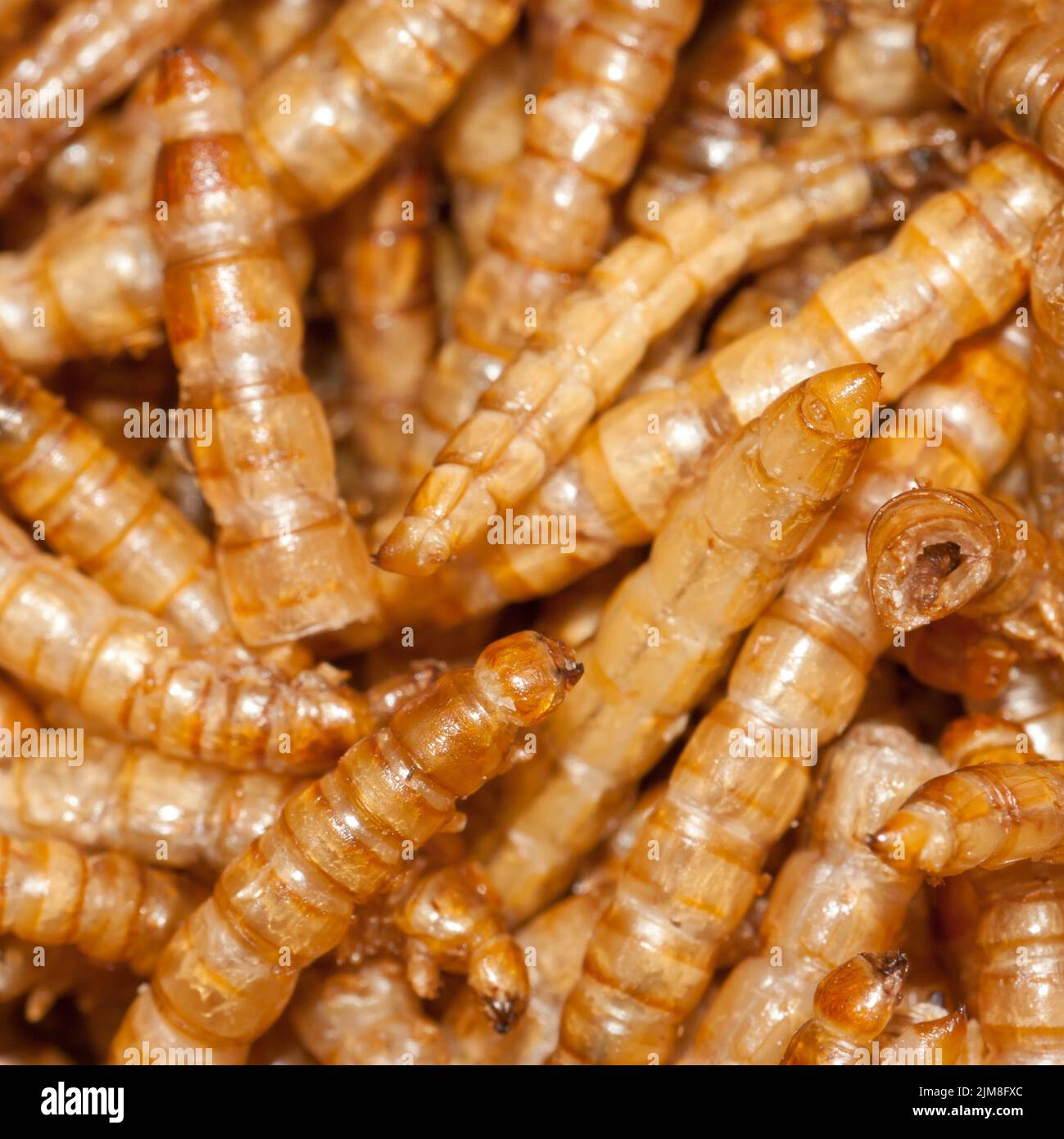 Yellow meal worm flour beetle Stock Photo - Alamy