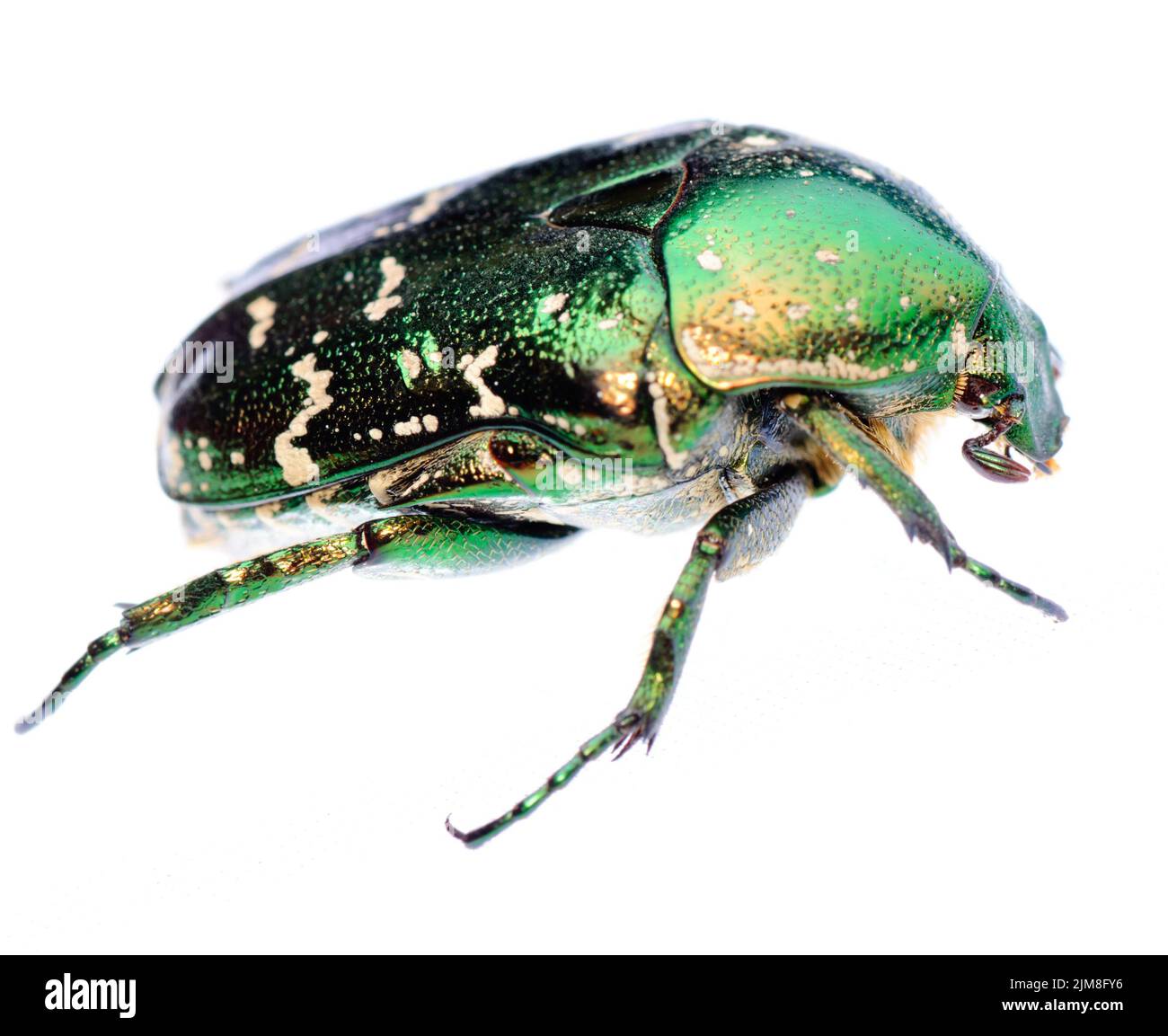 Green beetle insect Stock Photo - Alamy