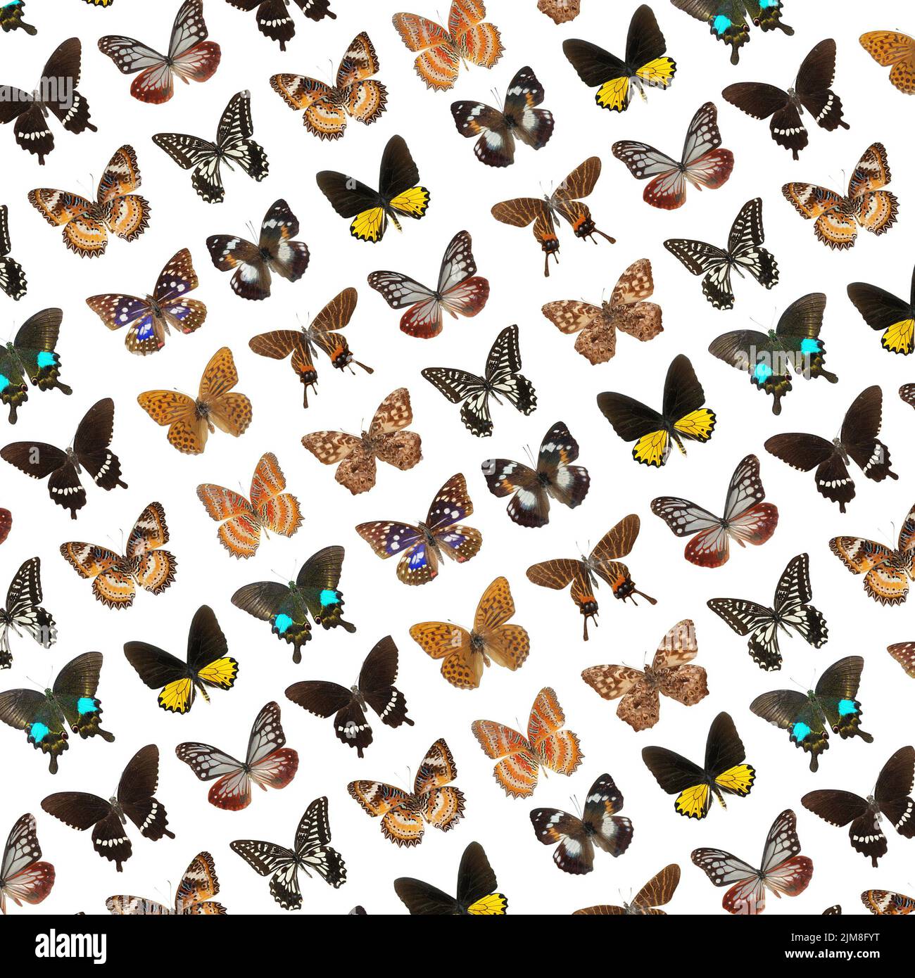 Lepidoptera butterfly hi-res stock photography and images - Alamy