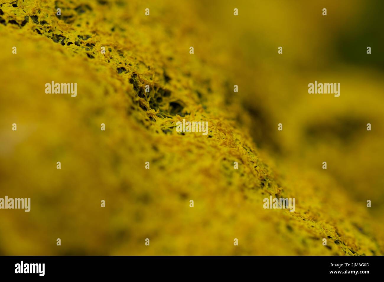 Yellow slime mould in a forest in England Stock Photo - Alamy