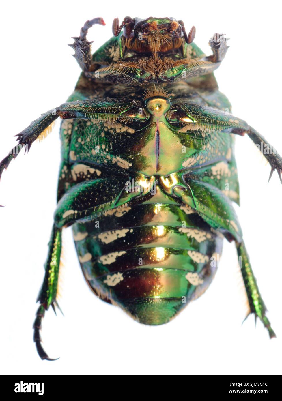 Green beetle insect Stock Photo - Alamy