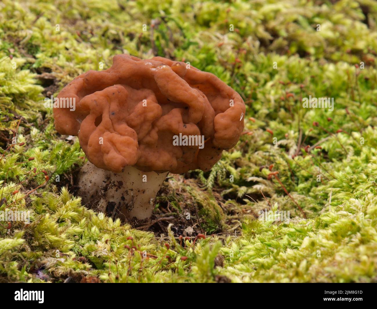 False Morel Pics at Ina Pfarr blog