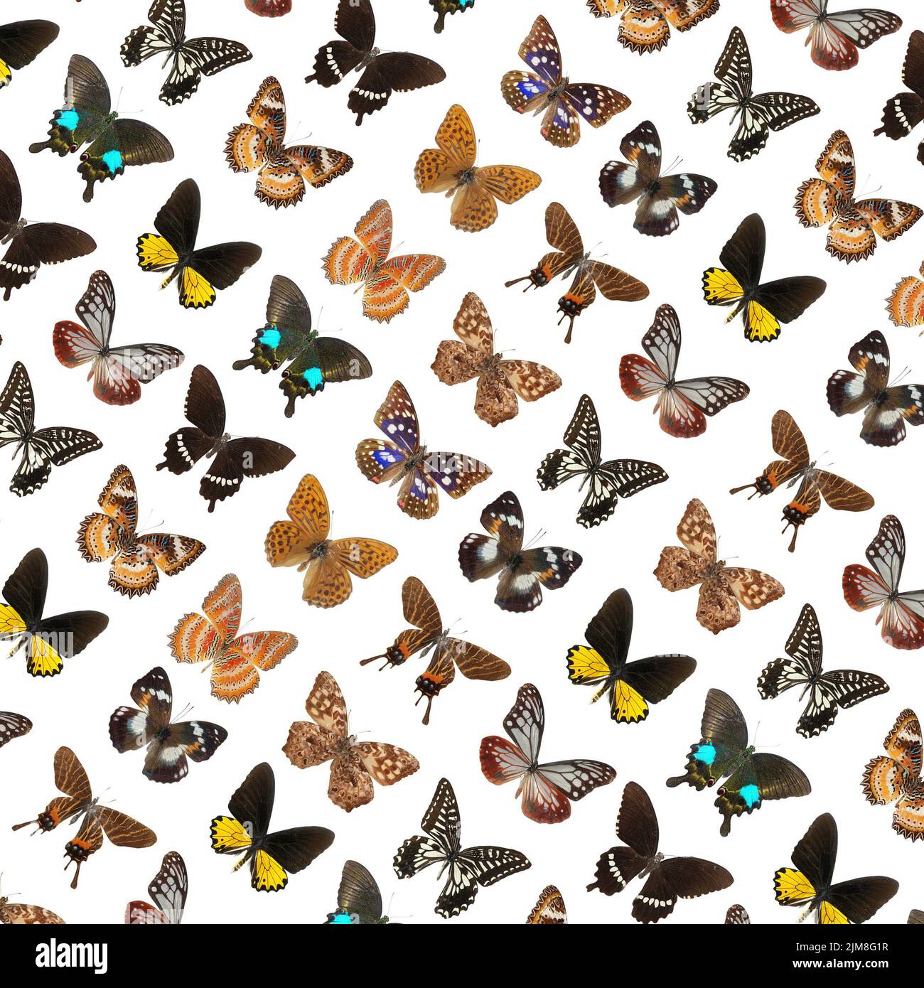 Lepidoptera butterfly hi-res stock photography and images - Alamy