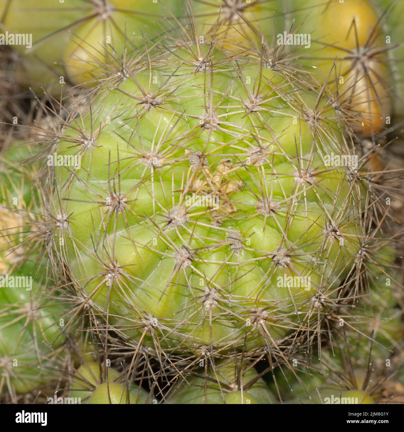 Plant cactus tree Stock Photo - Alamy
