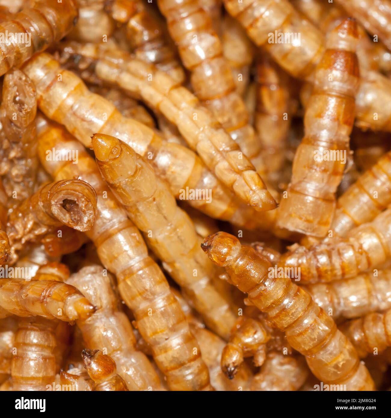 Red flour beetle larva hi-res stock photography and images - Alamy