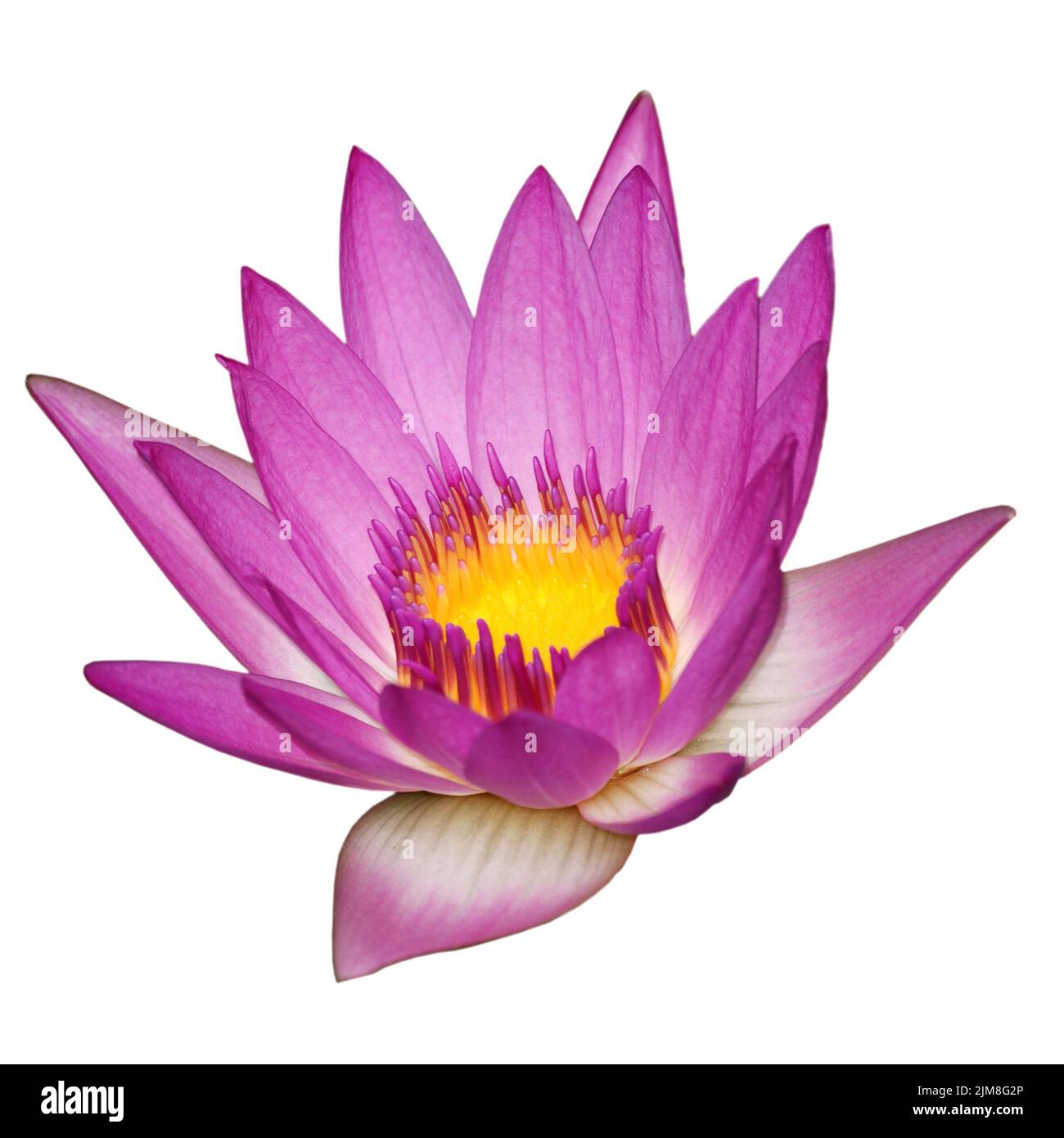 Water lily garden Cut Out Stock Images & Pictures - Alamy