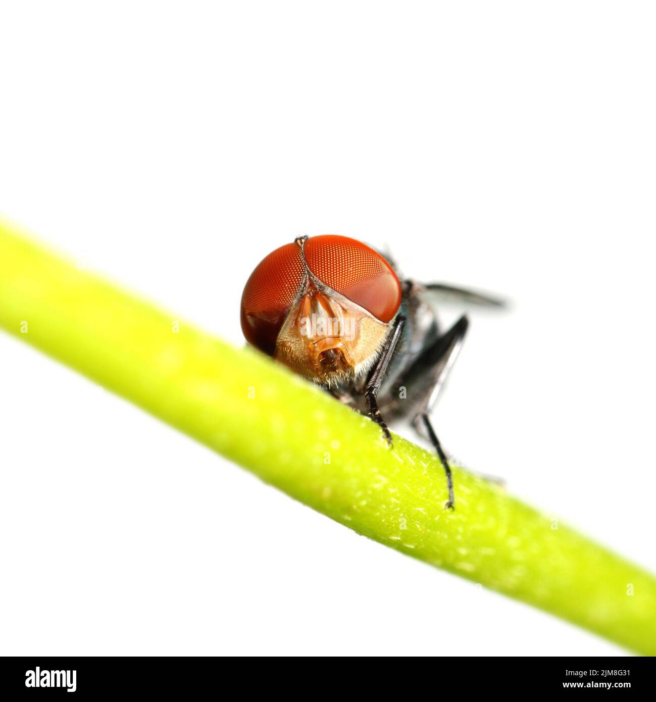 Insect fly isolated on white bacground Stock Photo - Alamy