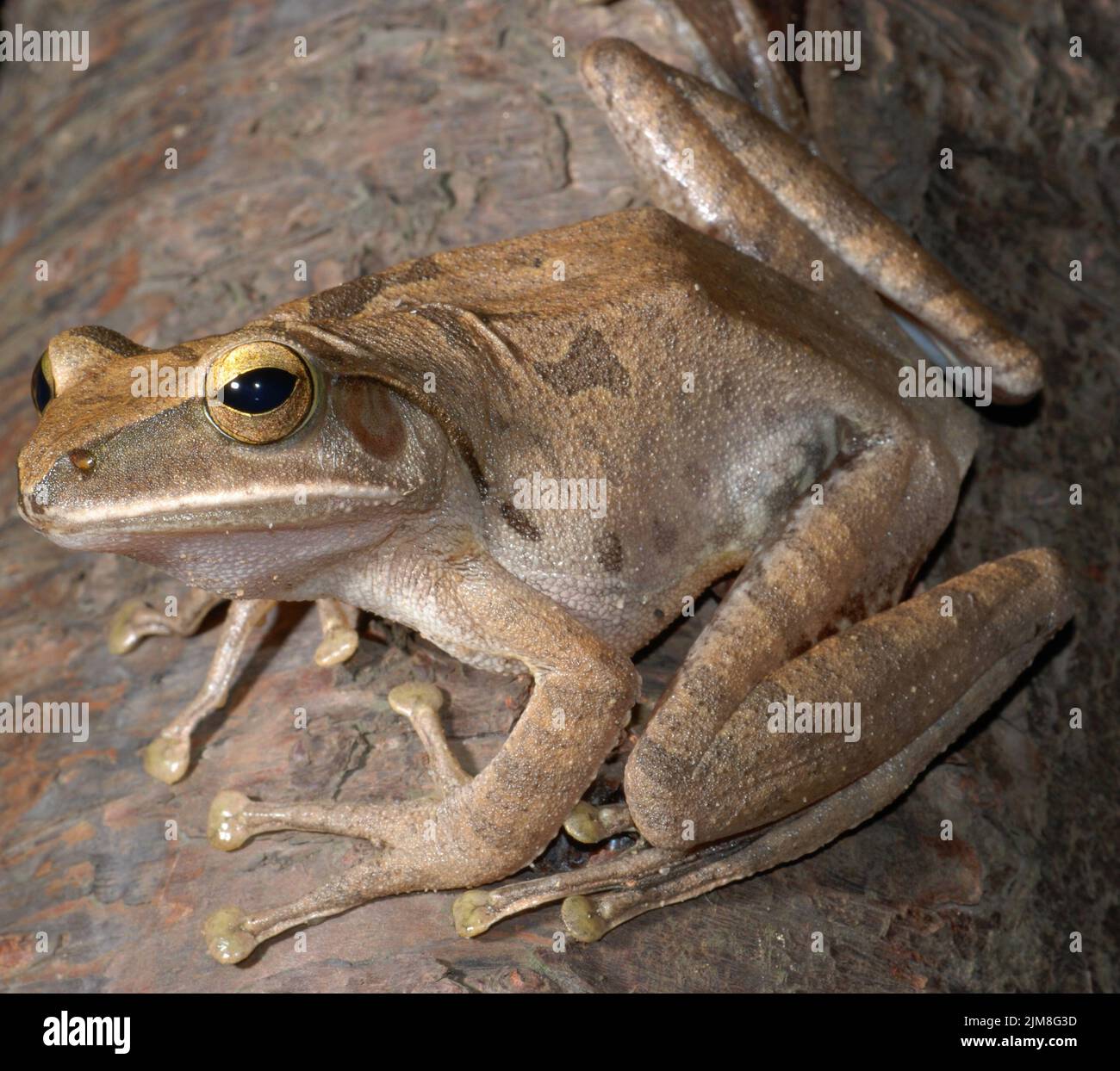 Animal tree frog on branch Stock Photo - Alamy