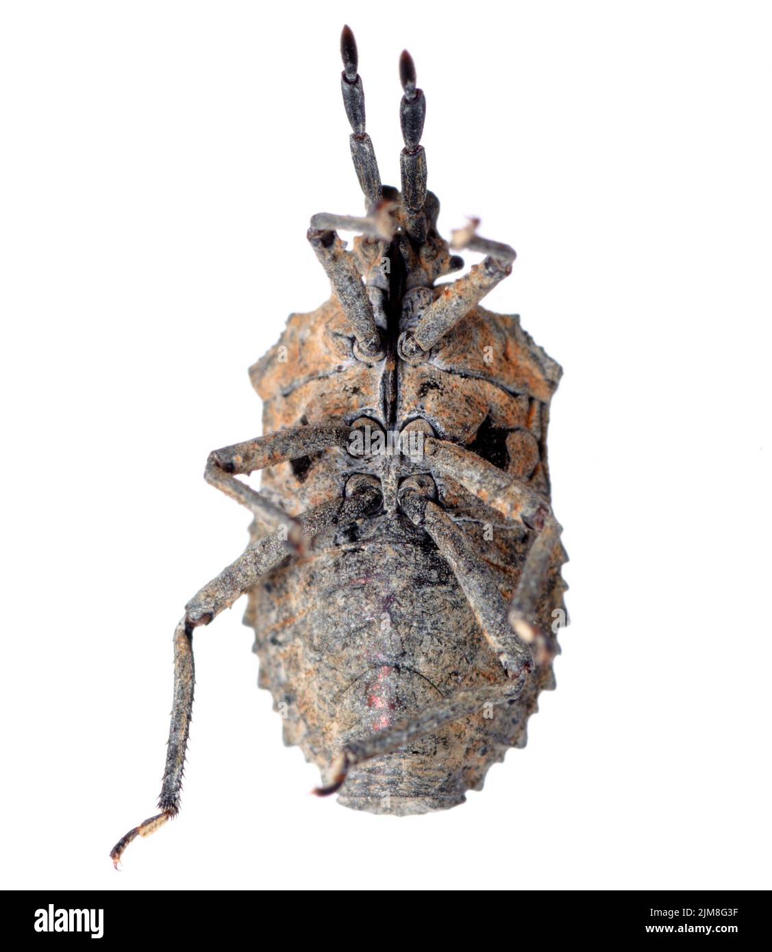 Insect stink bug isolated on white Stock Photo - Alamy