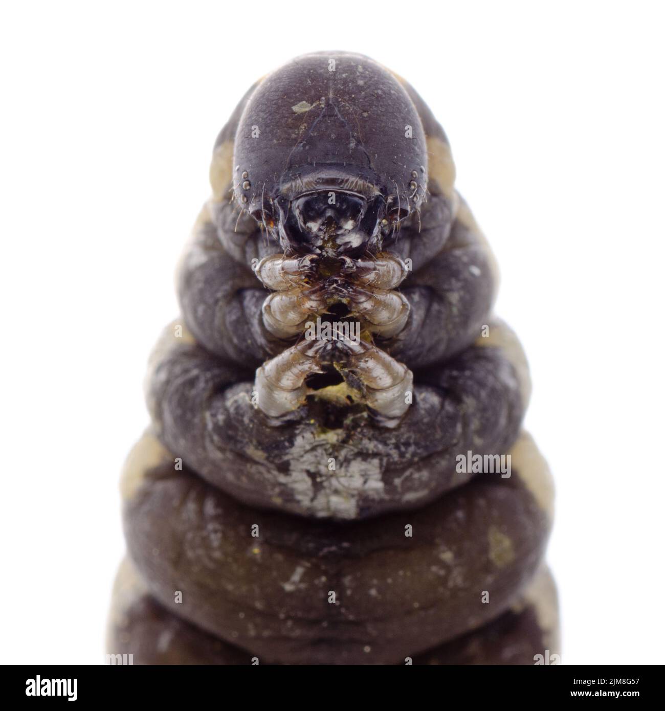 Cocoon silk processing hi-res stock photography and images - Alamy