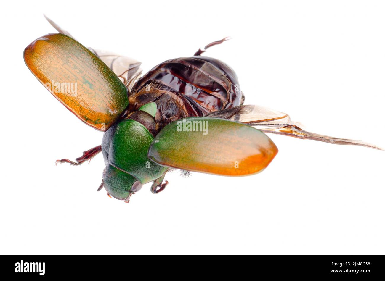 Flying beetle insect hi-res stock photography and images - Alamy