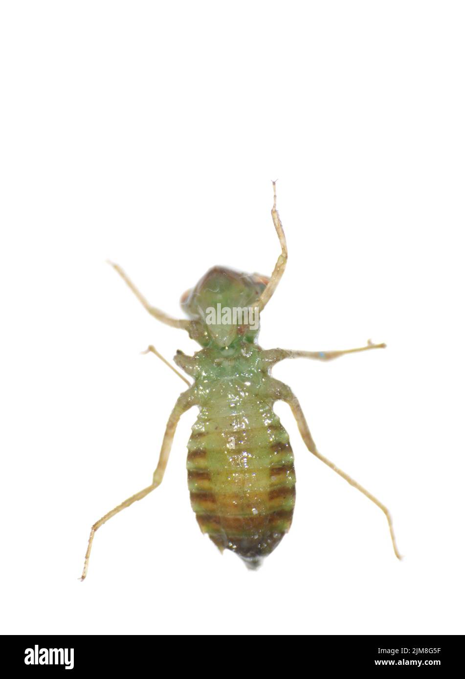 Dragonfly larva isolated Stock Photo - Alamy