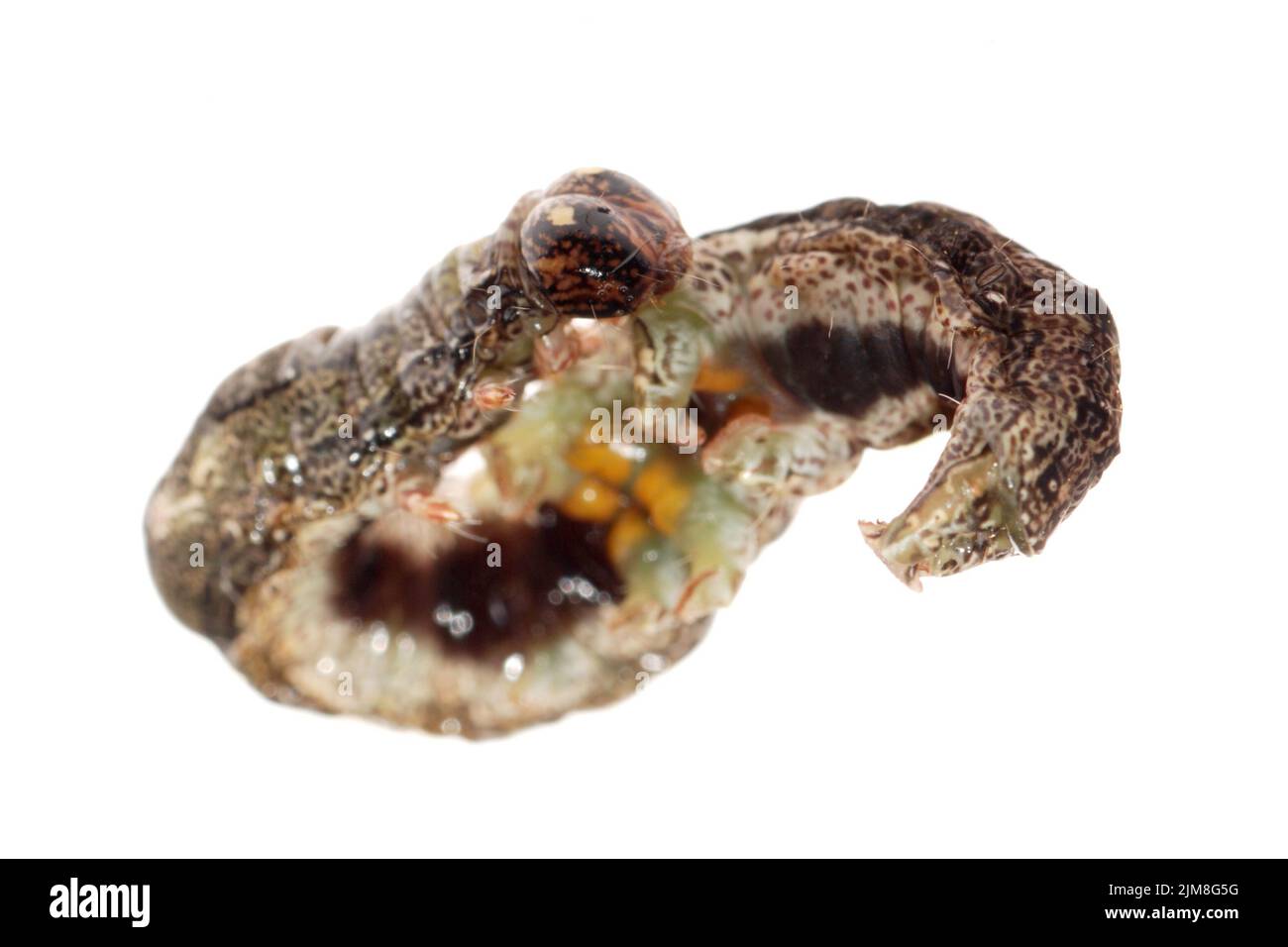 Butterfly moth caterpillar larva Stock Photo - Alamy
