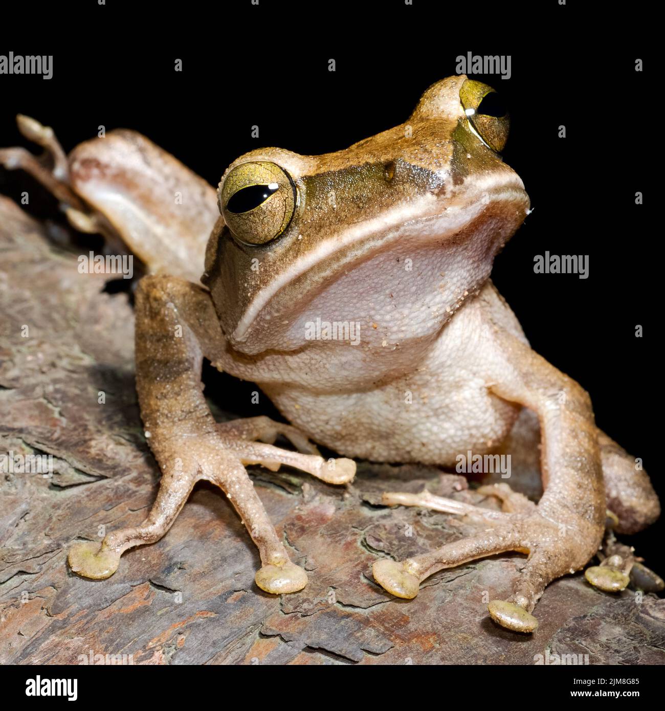 Frog feet close up hi-res stock photography and images - Alamy
