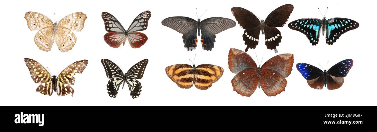 Butterfly set collection Stock Photo - Alamy