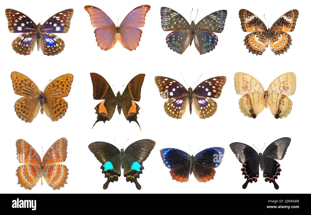 Butterfly set collection Stock Photo - Alamy