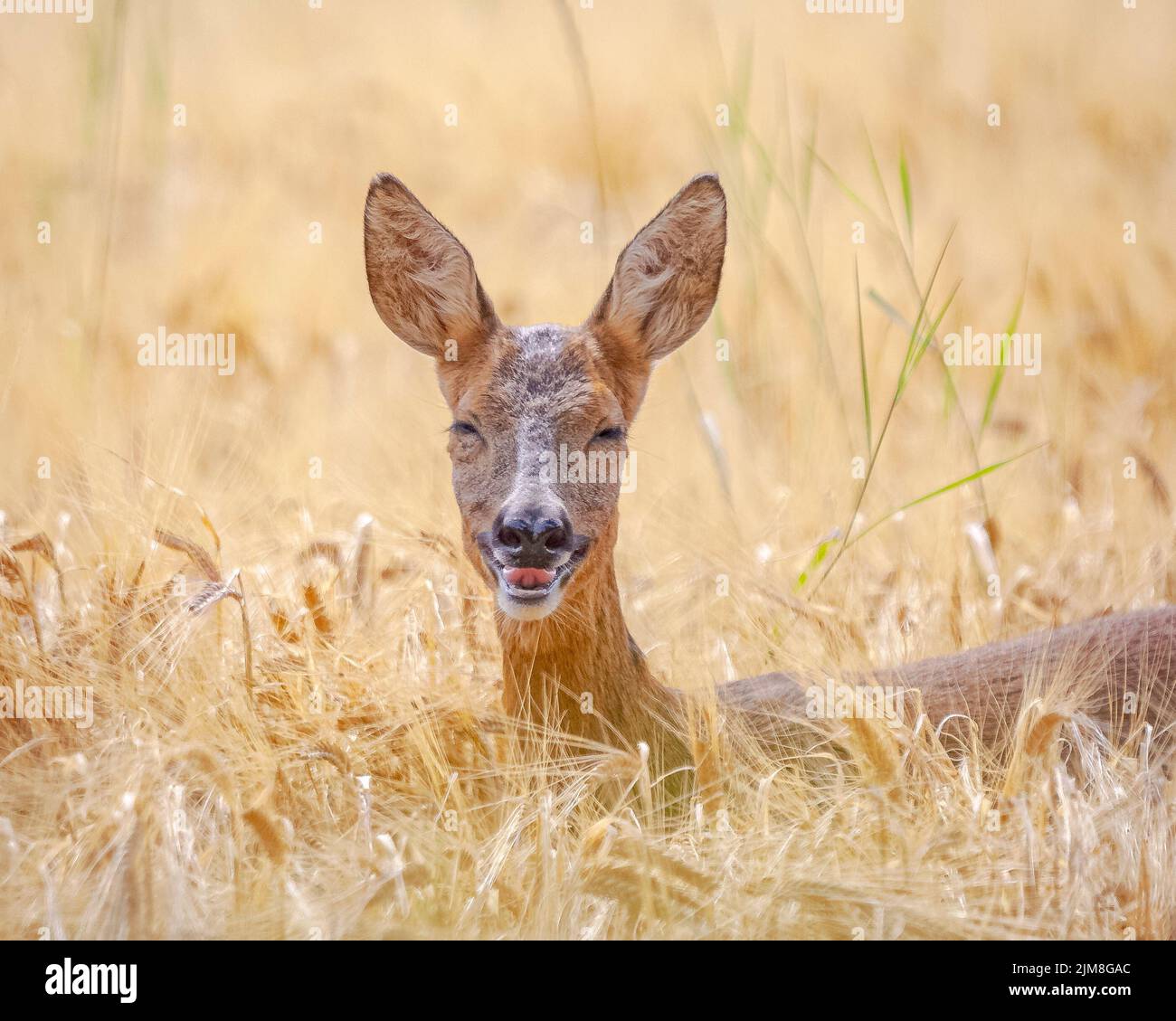 This lucky photographer catches a full smile from the deer ...