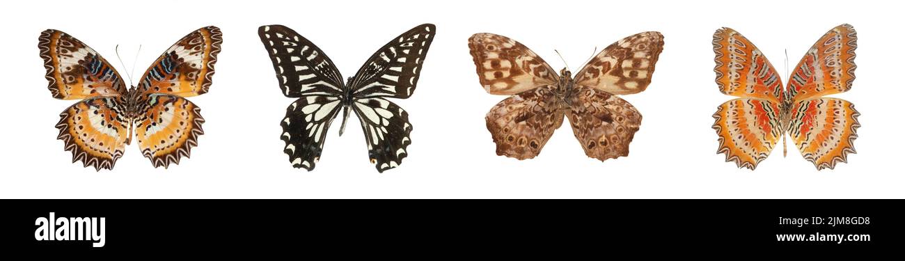 Butterfly collection hi-res stock photography and images - Alamy