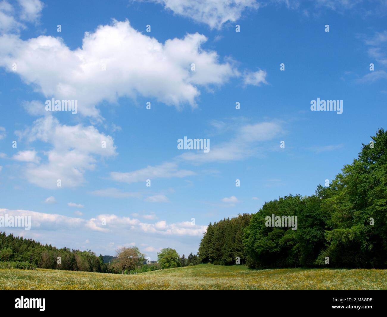 Flower Meadow in upper Swabia in Germany Stock Photo - Alamy