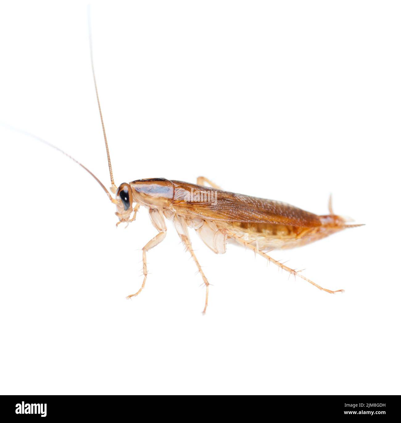 Cockroach japan hi-res stock photography and images - Alamy