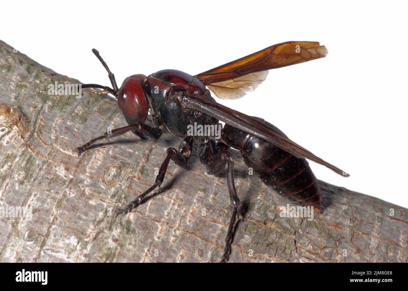 Insect hornet wasp rest on trunk isolated on white background Stock ...