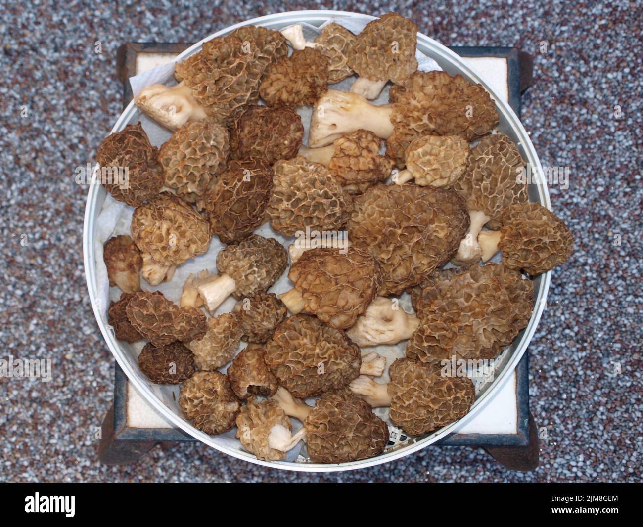 Morchella hi-res stock photography and images - Alamy