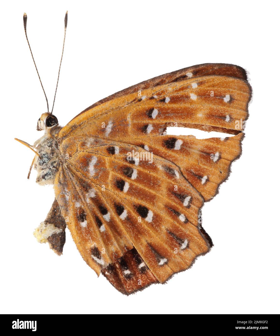 Side view butterfly hi-res stock photography and images - Alamy