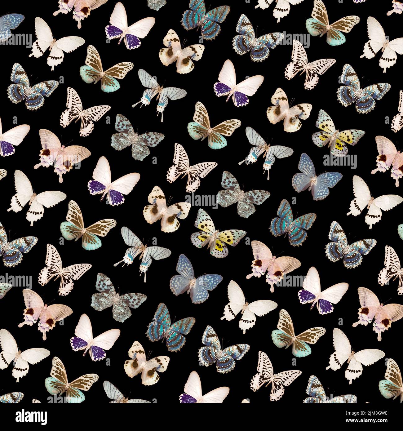 Lepidoptera butterfly hi-res stock photography and images - Alamy
