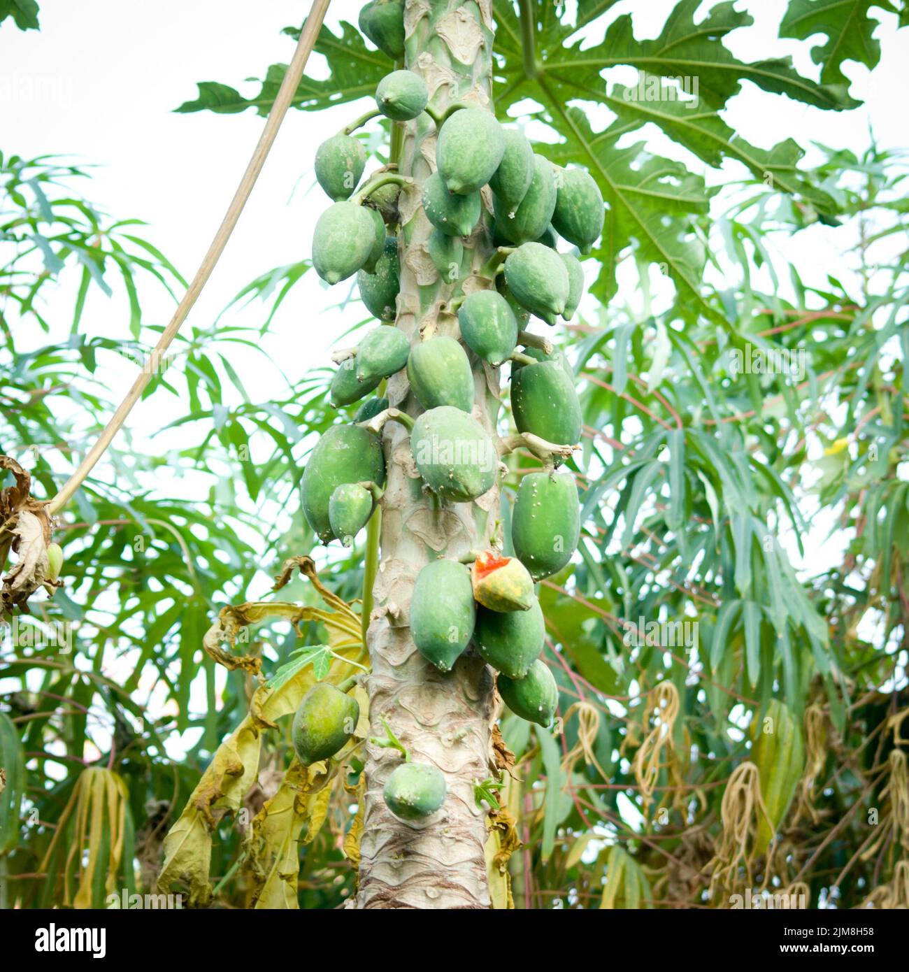 Large papaya fruits hi-res stock photography and images - Alamy