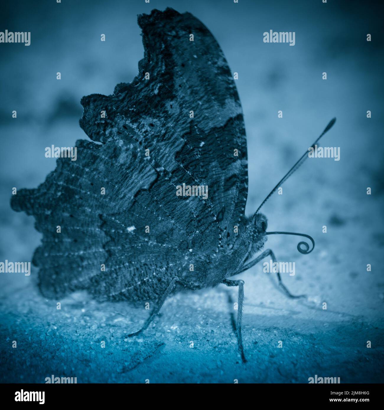 Buttefly wings hi-res stock photography and images - Alamy