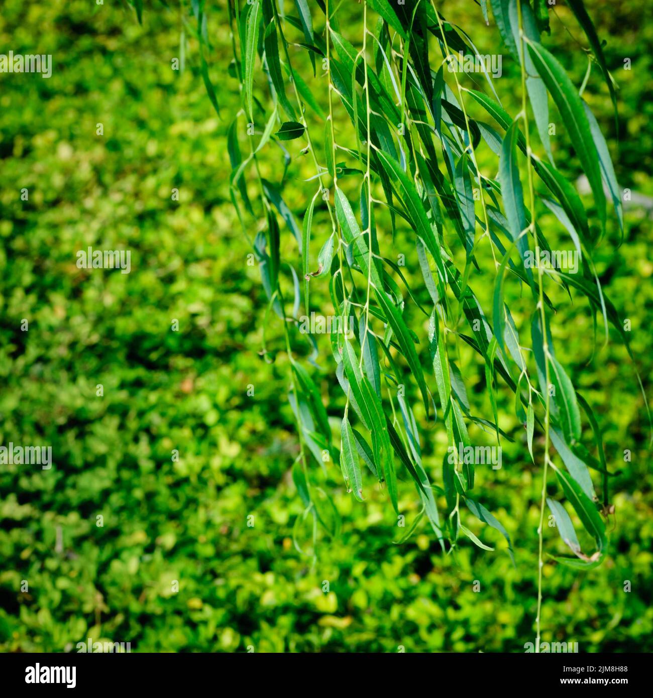 Young willow leaf hi-res stock photography and images - Alamy