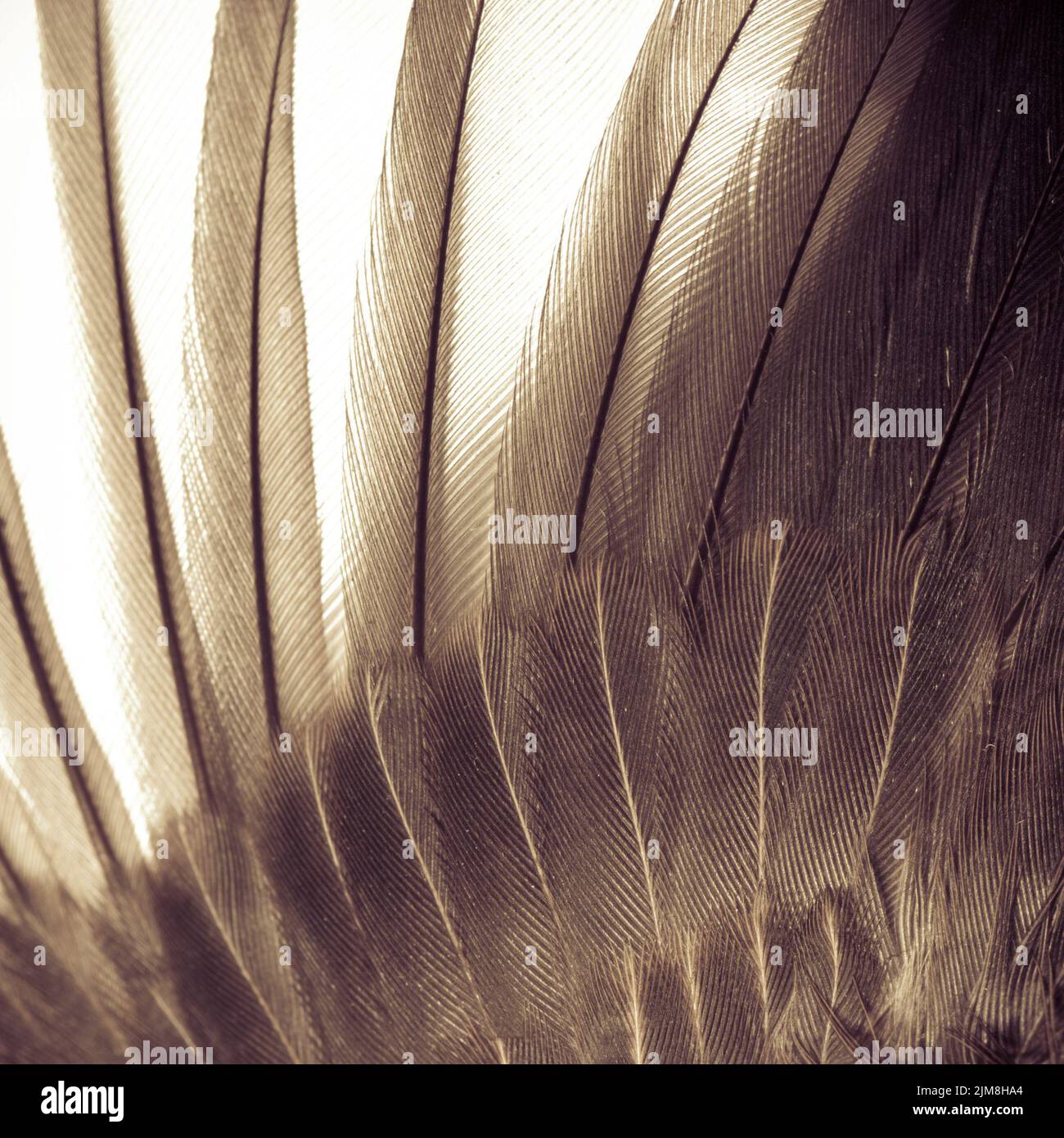 Bird wing texture Stock Photo - Alamy