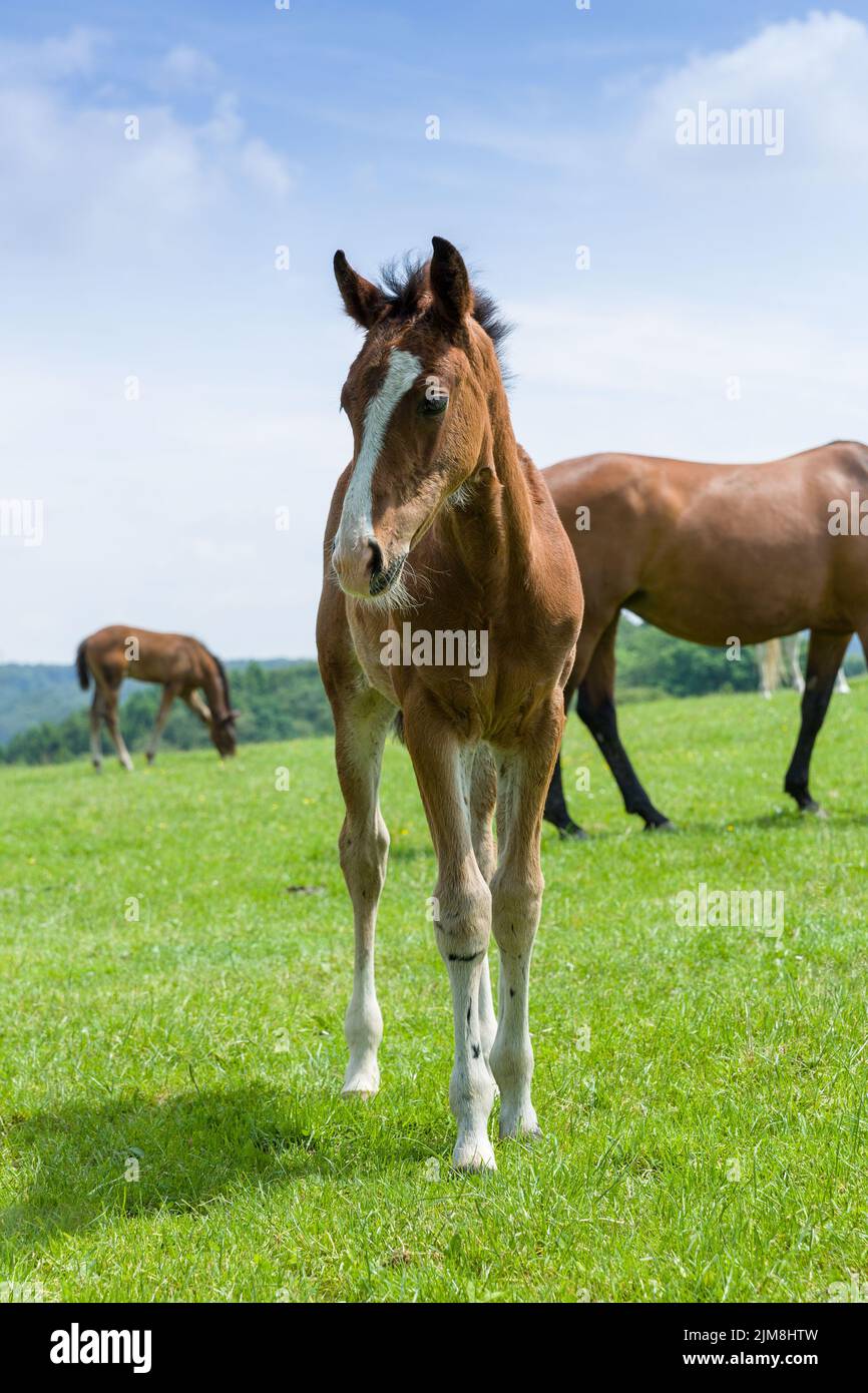 Young horse foal grazing on hi-res stock photography and images - Alamy