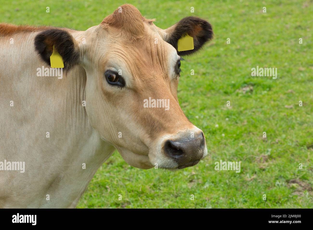 close-up of face of a cattle on a green meadow Stock Photo - Alamy