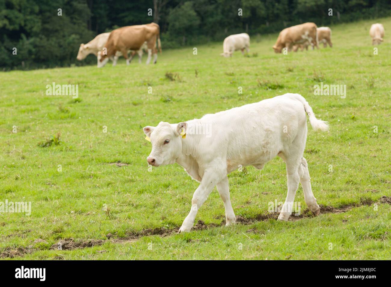 Cattle track hi-res stock photography and images - Alamy