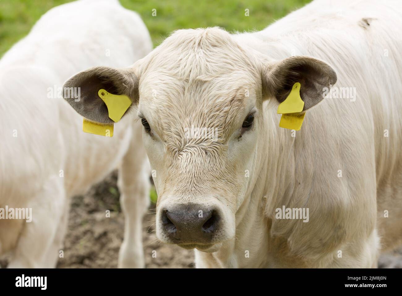 Ear markers hi-res stock photography and images - Alamy