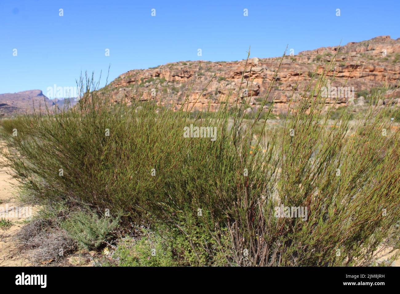 rooibos tea leaf in south africa Stock Photo - Alamy